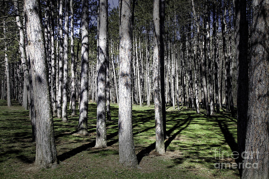 Trunks Photograph by Timothy Hacker - Fine Art America