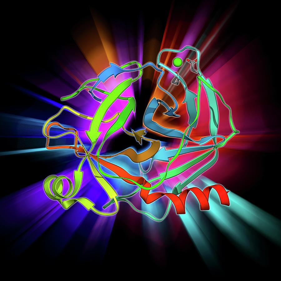 Trypsin Molecule by Science Photo Library