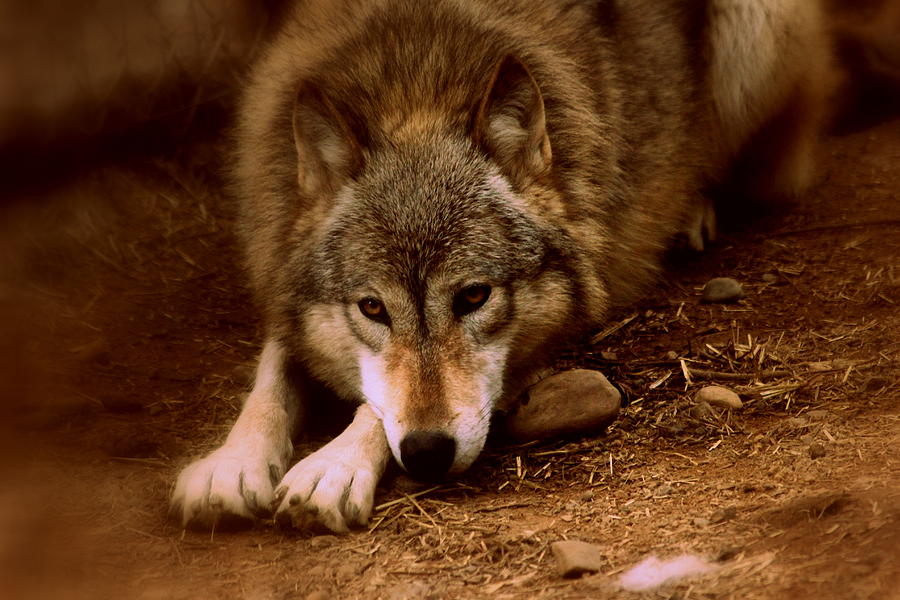 Tuffy Wolf 3 Photograph by Shelby Brower - Fine Art America