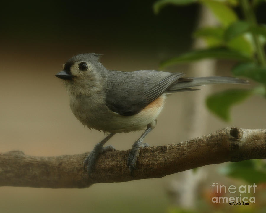 Tufted Titmouse Close Up Photograph by Amanda Collins - Fine Art America