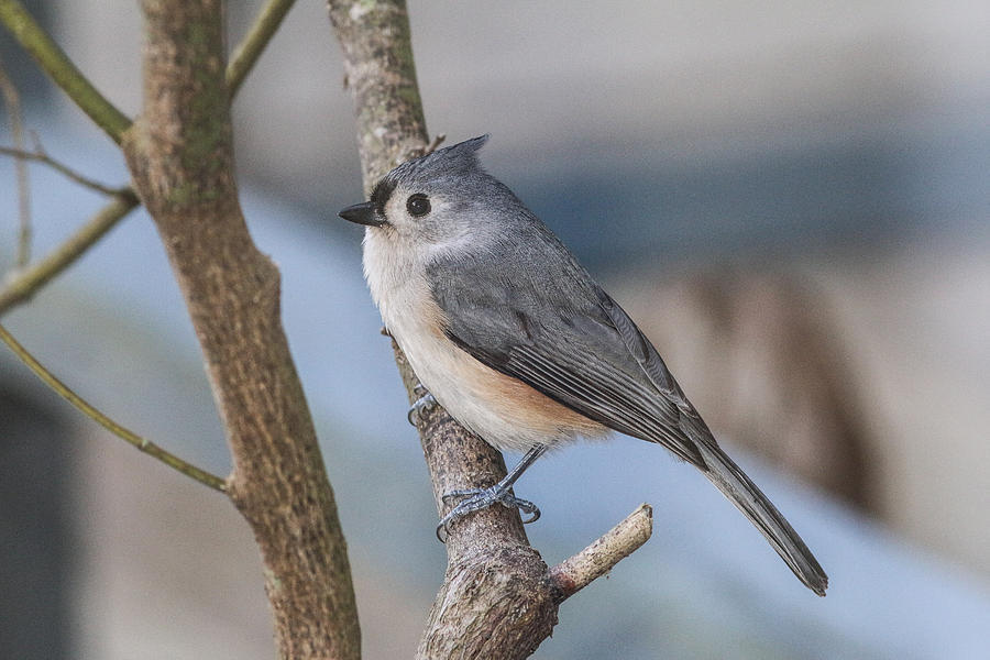 Tufted Titmouse Photograph by Michael Ray - Fine Art America