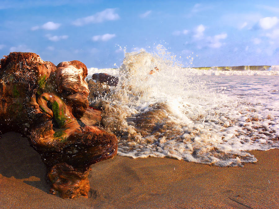 Tulate Beach Trunk Photograph by Manuel Merida - Fine Art America