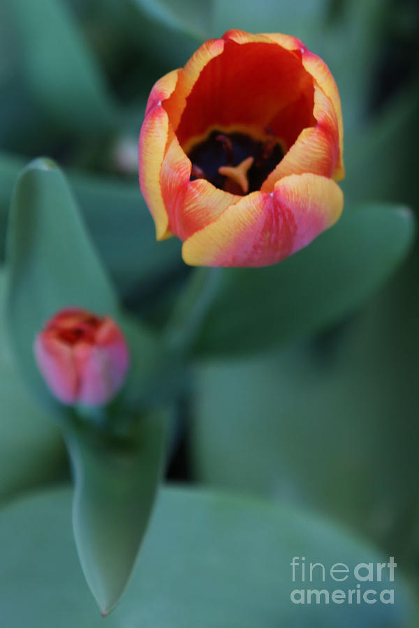Tulip Photograph by Christina Parker - Fine Art America
