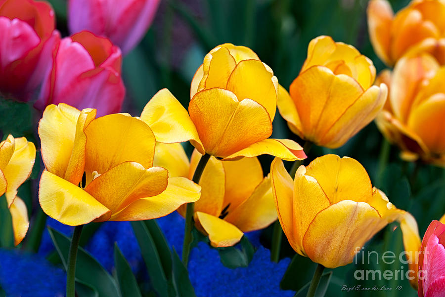 Tulip Patch Photograph by Boyd E Van der Laan