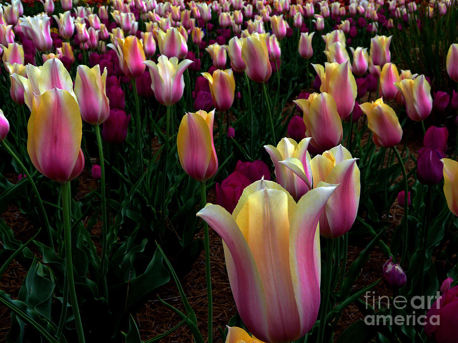 Tulip Patch Photograph by Karyn Thompson - Fine Art America
