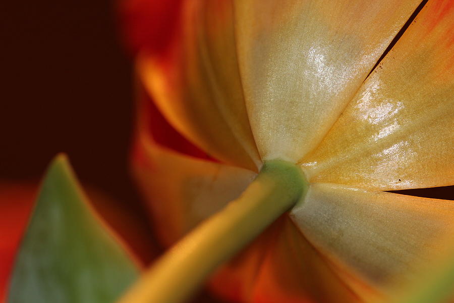 Tulip Series no2 Photograph by Terri Ruffino | Fine Art America