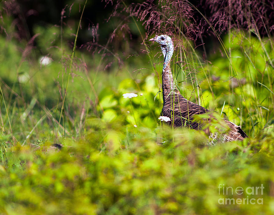 Turkey Hen Photograph by Boyd E Van der Laan - Fine Art America