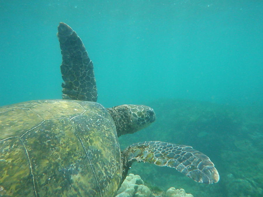 Turtle Photograph by Dean Gribble - Fine Art America