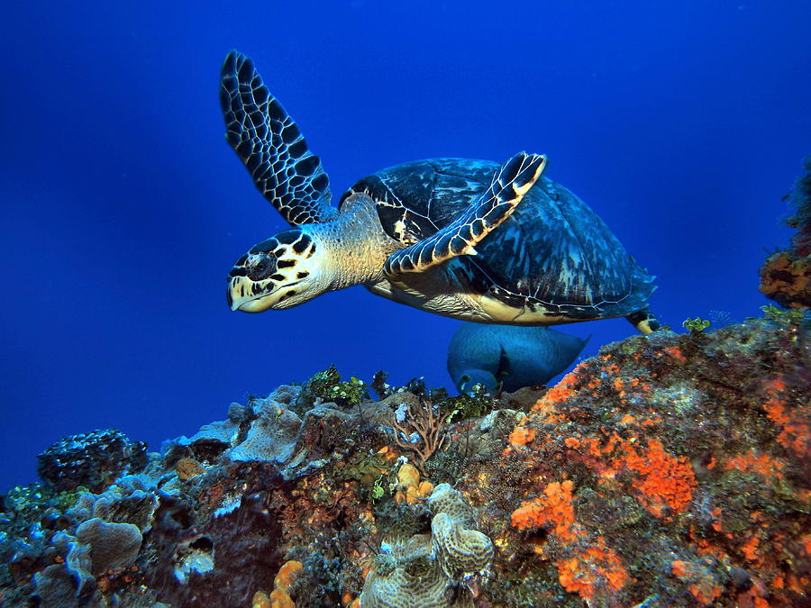 Turtle in Flight Photograph by Brian Head - Pixels