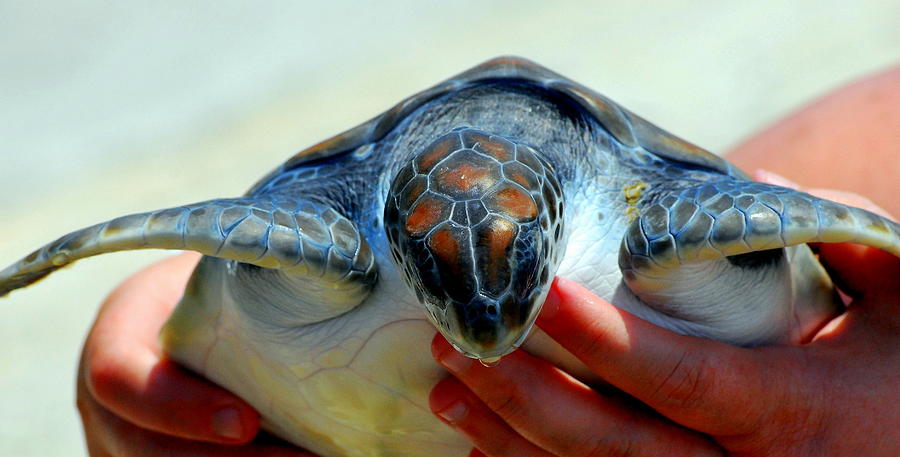 Turtle in hands. Photograph by Oscar Williams | Fine Art America