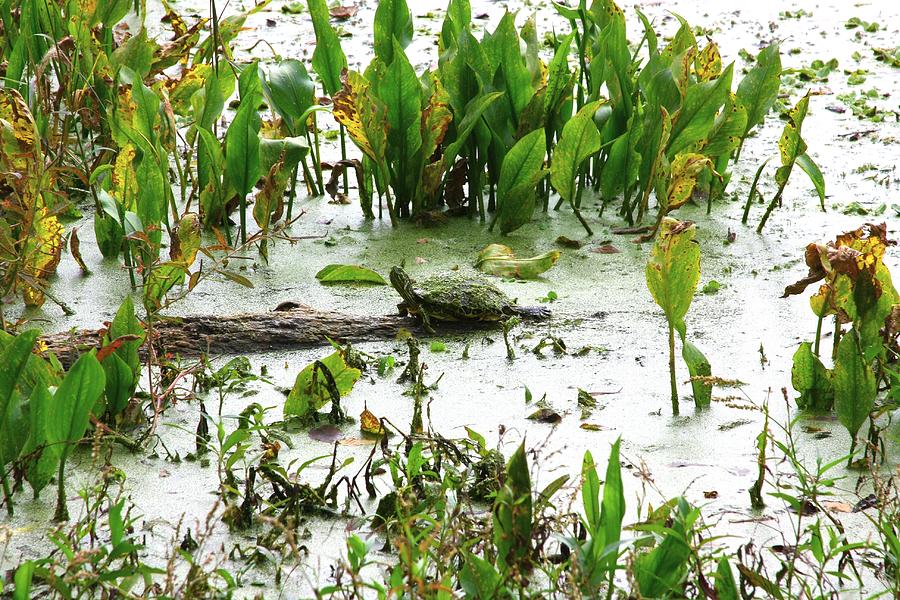 Turtle Log Photograph by Matt Johnson - Fine Art America