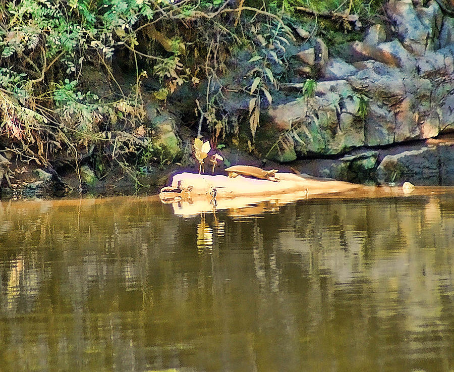Turtle On A Log Photograph by Rick Friedle - Fine Art America