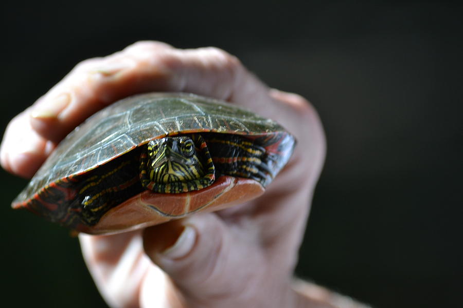 Turtle Photograph by Paula Brotski - Fine Art America