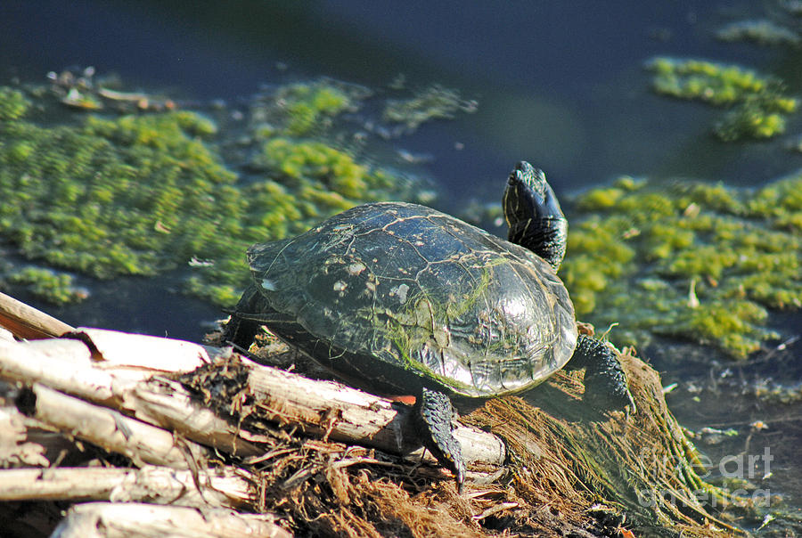 Turtle Photograph by Rick Campbell - Fine Art America