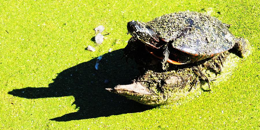 Turtle Shadow Photograph by Todd Sherlock - Fine Art America
