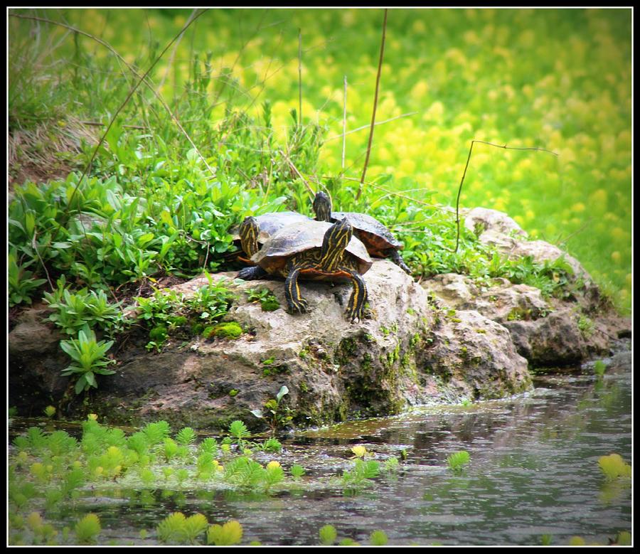 Turtle Photograph by Shannon Wall - Fine Art America
