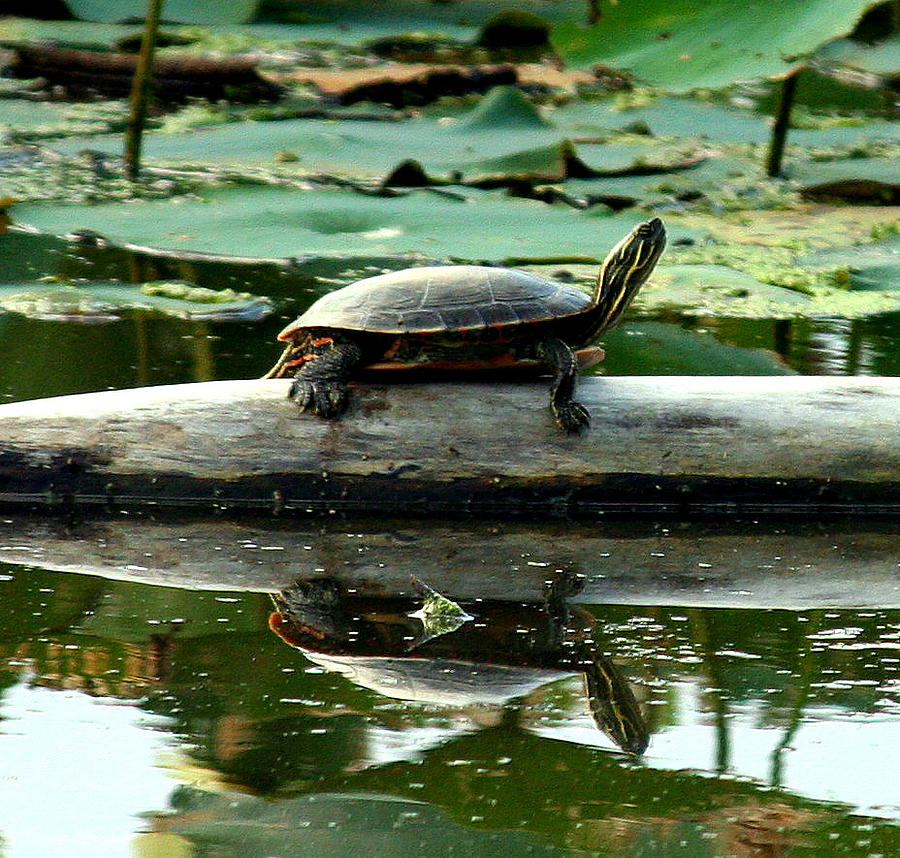 Turtle Stop Photograph by Laurel Gillespie - Fine Art America
