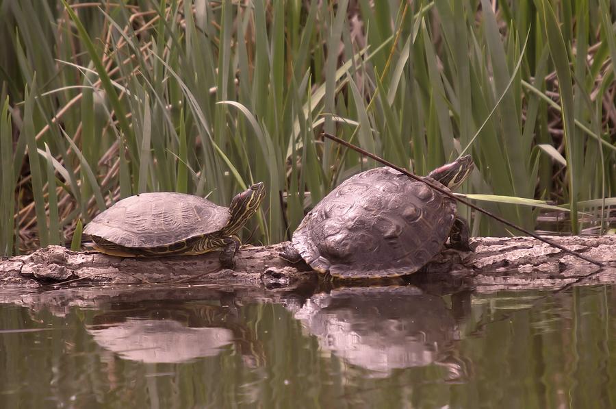 Turtle Struggling To Rest On A Log With Its Buddy Photograph by Jeff ...