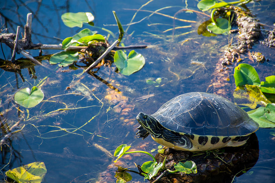 Turtle Sun Bathing Photograph by Manuel Lopez - Pixels