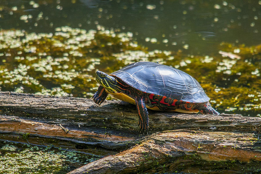 Turtle Sunbathing Photograph by Robert Storost - Pixels