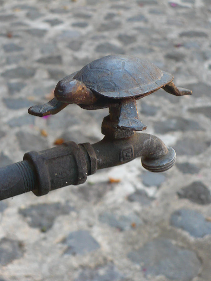 Turtle Tap I Photograph by Nicki Bennett - Fine Art America