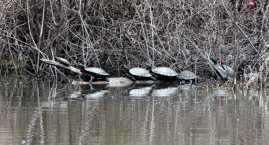 Turtle Train Photograph by Suzanne McClain - Fine Art America