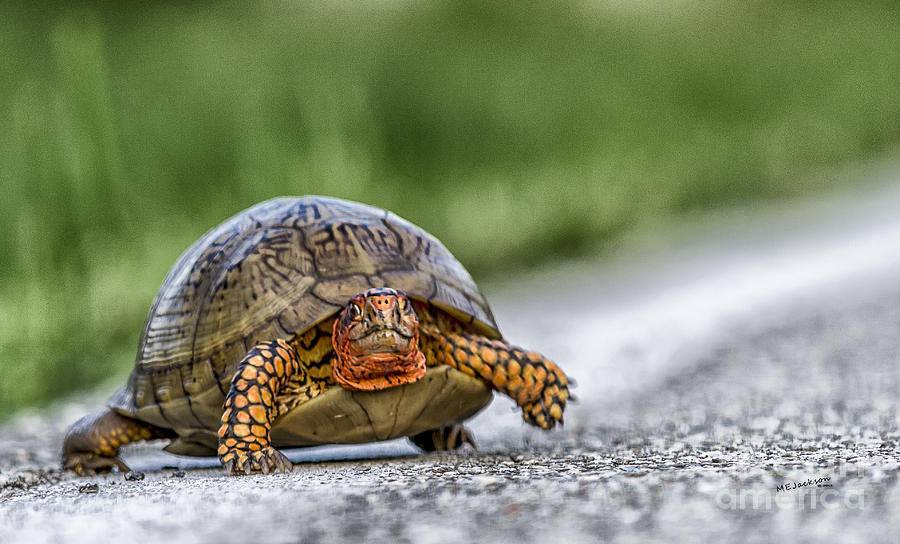 Turtle Walking the Line Photograph by Mary Jackson - Fine Art America