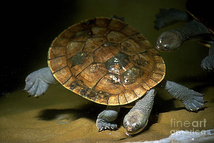 Turtles Float Photograph by Gary Gingrich Galleries