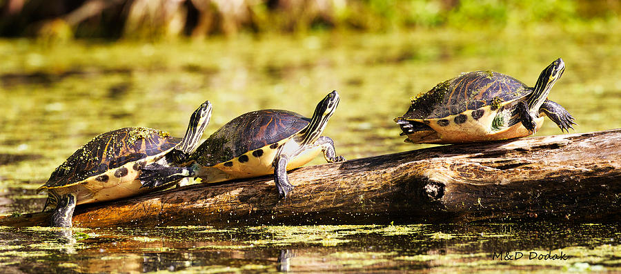Turtles on log Photograph by Mike Dodak - Fine Art America