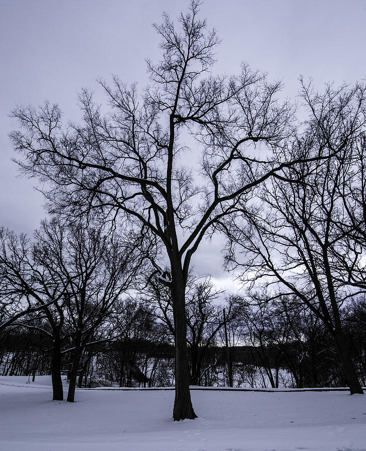 Twilight Tree Photograph by Ross Jamison - Fine Art America