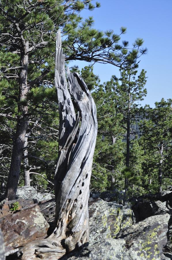 Twisted Ghost Tree Photograph by Kymberly Norris - Fine Art America