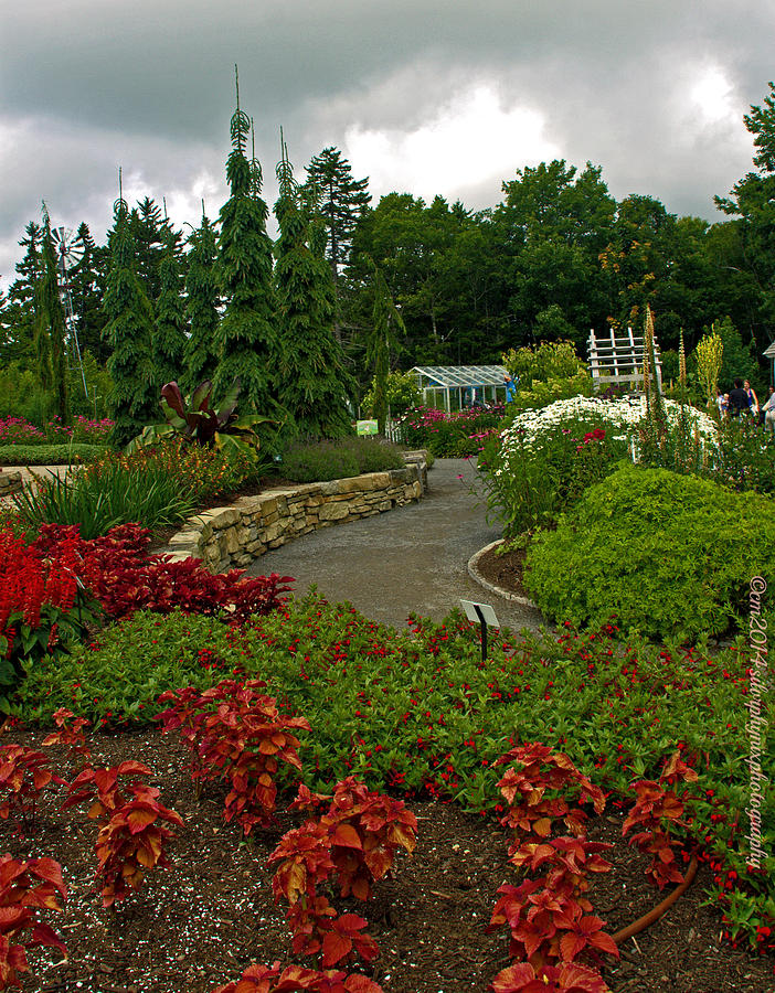 Twisted Path Photograph by Catherine Melvin - Fine Art America