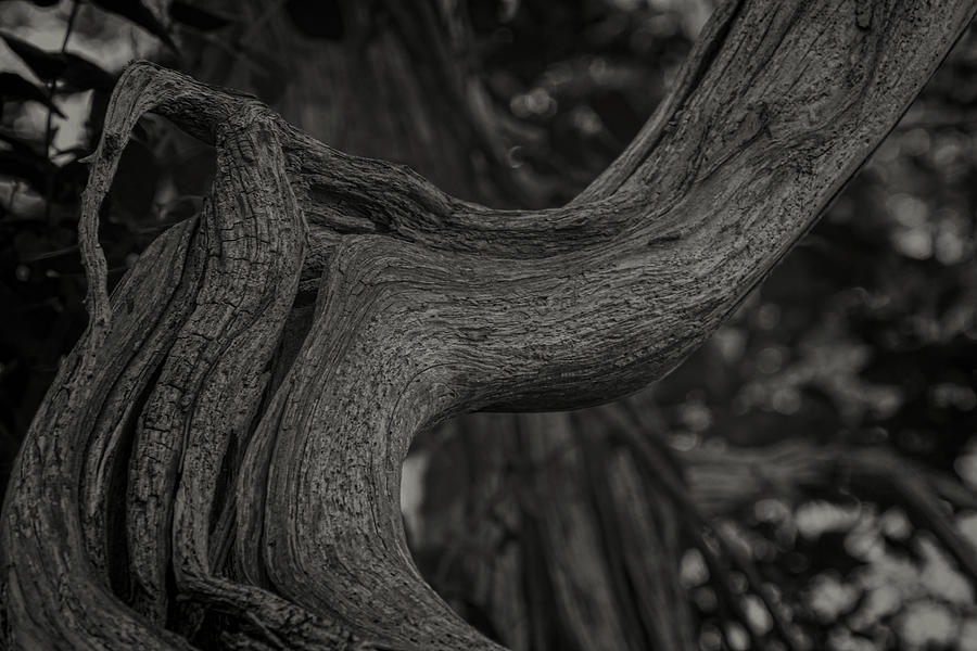 Twisted tree Photograph by Stoney Stone - Fine Art America