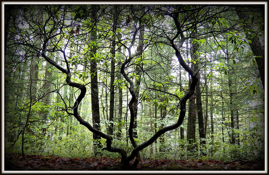 Twisted Tree Photograph by Scott Rhoads - Fine Art America