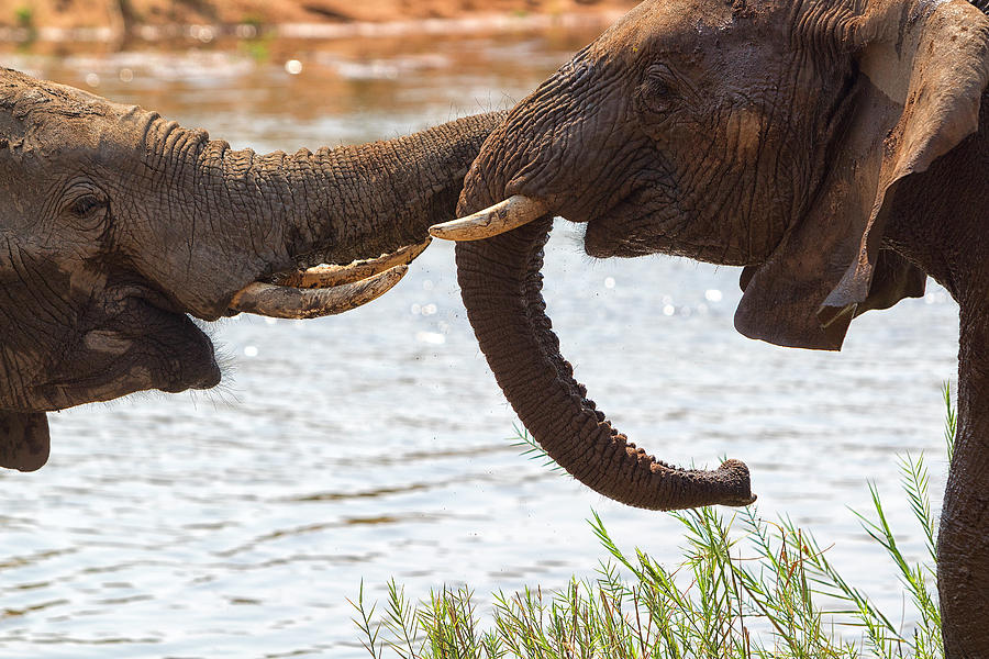 Two African Bush Elephants Touching Photograph by David Santiago Garcia ...