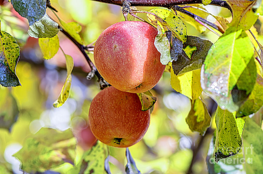 Two apples Photograph by Viktor Birkus - Fine Art America
