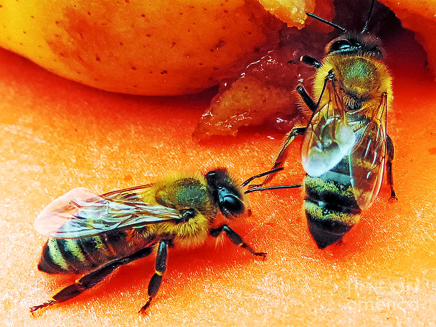 Two Bees Photograph by Elvira Ladocki - Fine Art America