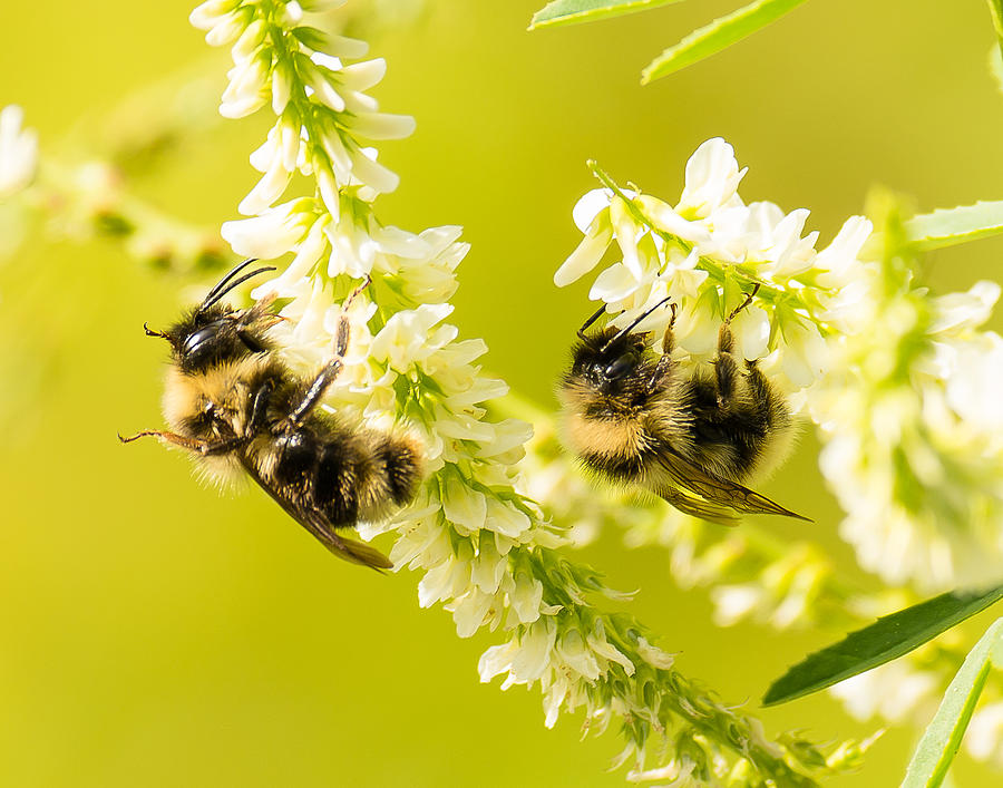 Two Bees Photograph by Mark Little - Fine Art America