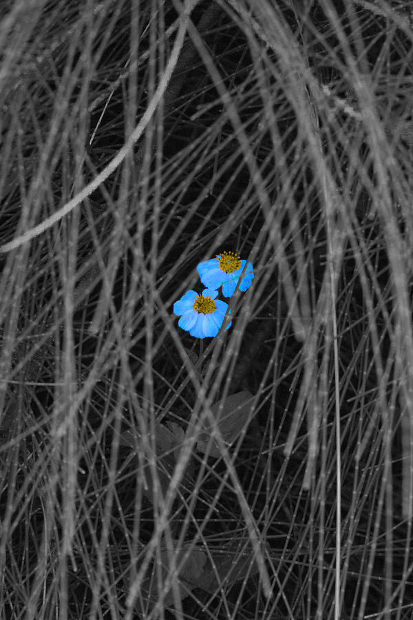 Two Blue Photograph by Douglas Barnard - Fine Art America