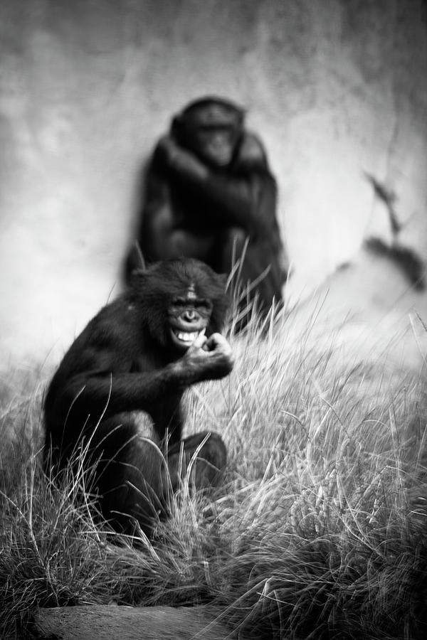 Two Bonobos Pan Paniscusor Pygmy Chimps Photograph by Ron Koeberer Two Bonobos Pan Paniscusor Pygmy Chimps Photograph by Ron Koeberer