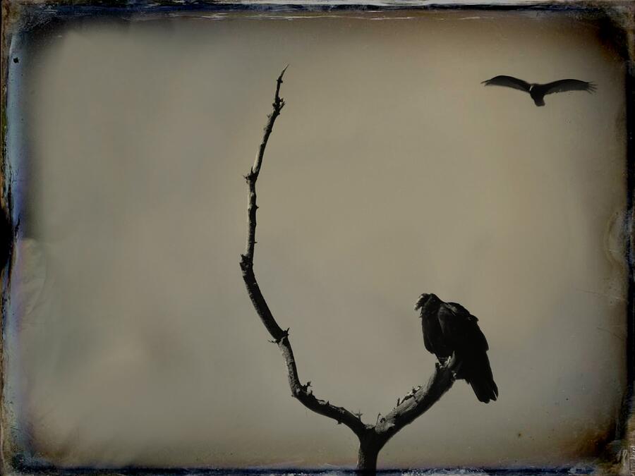 Two Buzzards Photograph by Gothicrow Images - Pixels