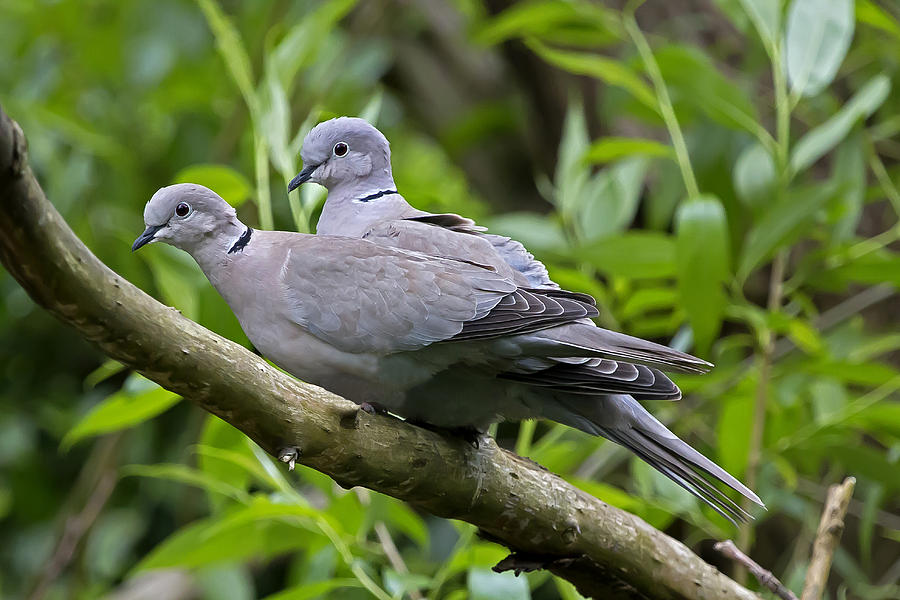 Two Collared Doves Photograph by Les OGorman - Pixels