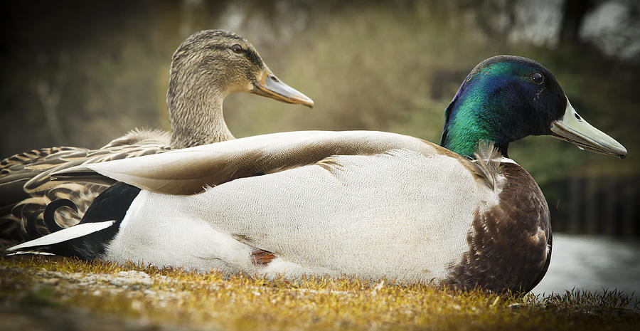 Two Ducks Photograph by Arnold Priddie Photography - Fine Art America