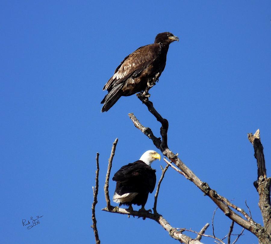 Two Eagles Photograph by Rick Lawler - Fine Art America