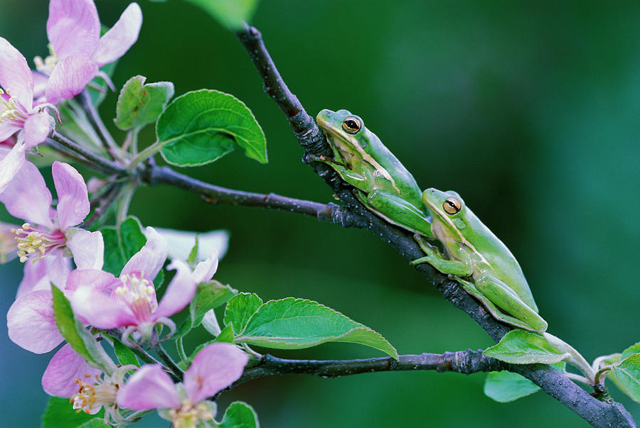Two Frogs On Branch Photograph by Jaynes Gallery - Fine Art America