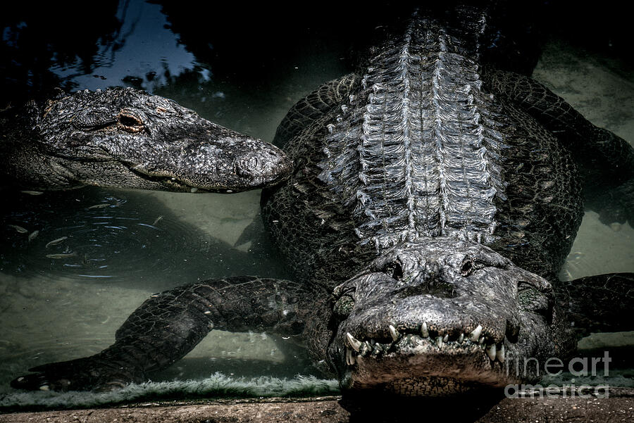 Two Gators Photograph by Allen Simmons - Fine Art America