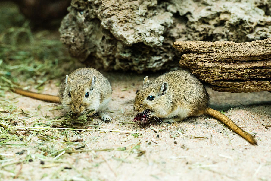 Two gerbils Photograph by Frank Gaertner | Fine Art America