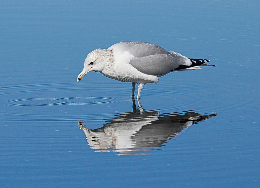 Two Gulls Photograph by Thomas Kaestner - Fine Art America