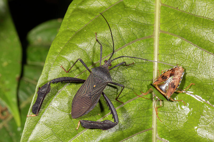 Two Leaf-footed Bugs Photograph by Dr Morley Read | Fine Art America