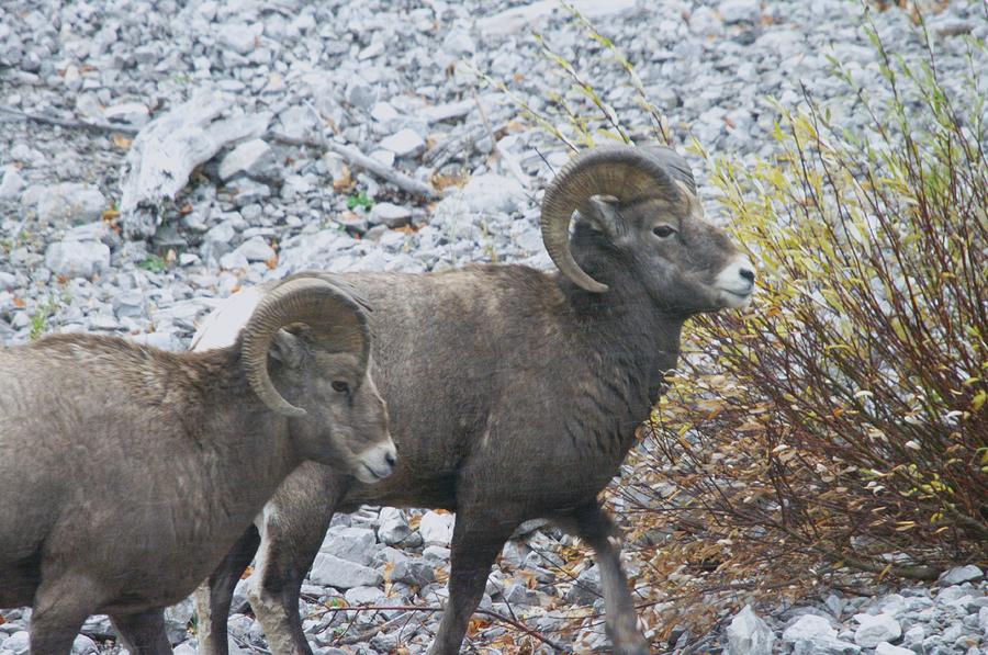 Two Male Rams Photograph by Jeff Swan - Fine Art America